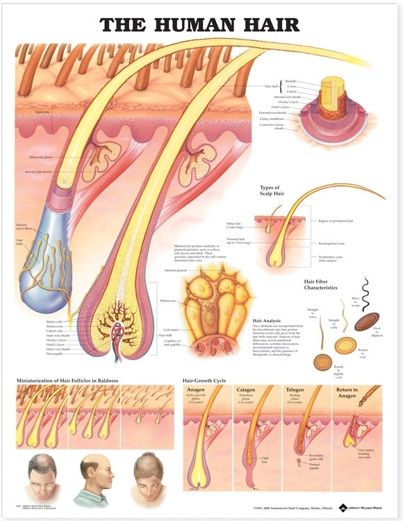 The Human Hair Anatomical Chart Laminated